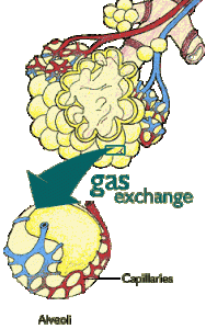 BIO101 – Physiology: Coordinated Response | A Blog Around The Clock